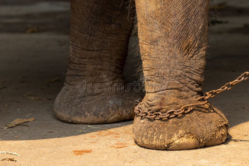 The Elephant S Legs are Chained in a Large Chain Stock Photo - Image of ...