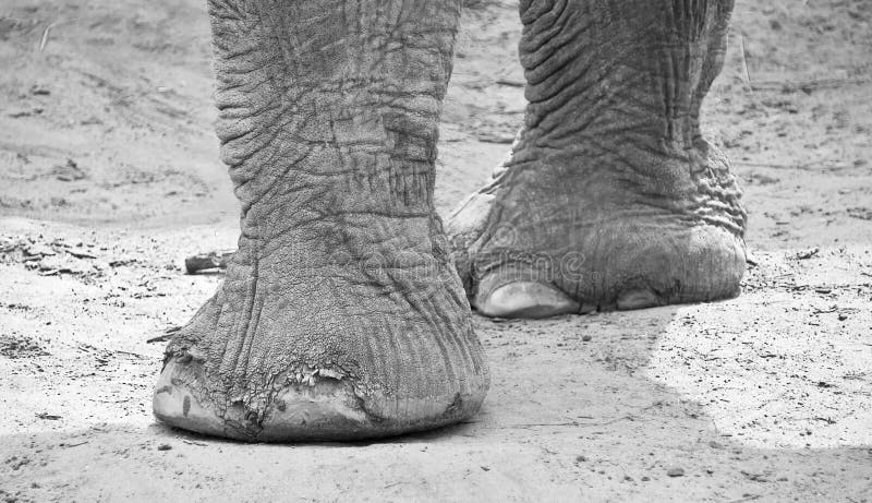 Elephant foot stock image. Image of wild, details, mammals - 16347253