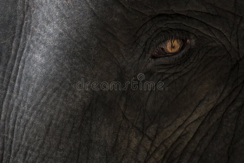 Elephant s sad eye stock image. Image of jungle, face - 38836165
