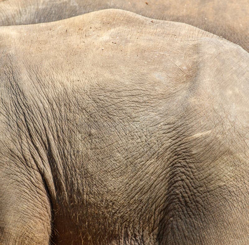 The Elephant S Skin is Wrinkled and Rough Stock Photo - Image of rough ...
