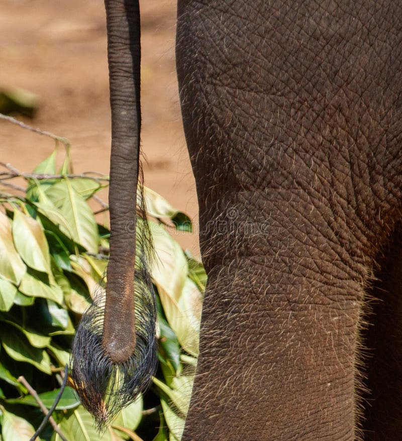 The Elephant S Tail is Long and Hairy Stock Photo - Image of young ...