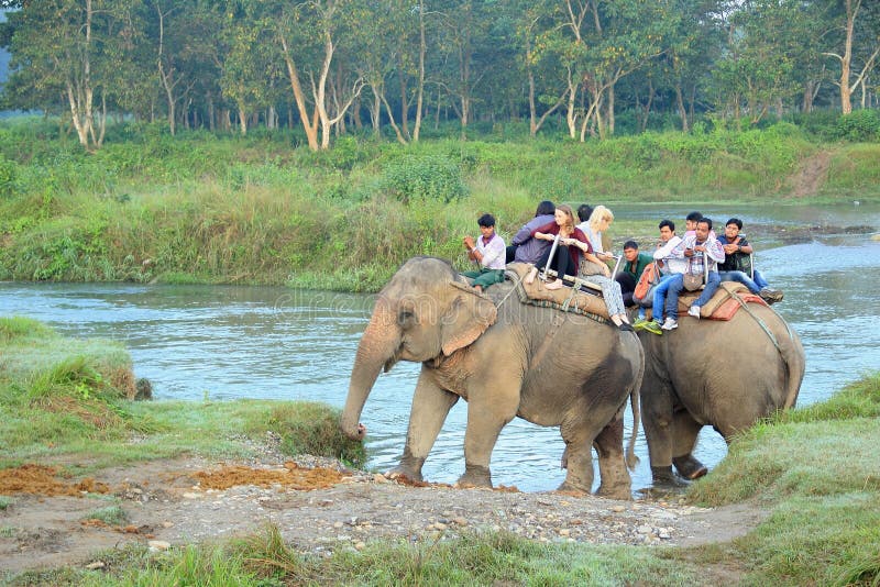 Elephant Safari. editorial photography. Image of national - 35404867