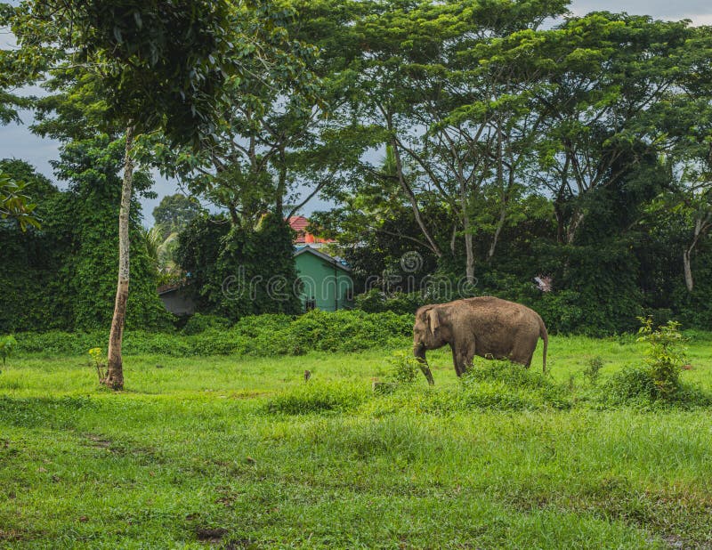 A Sumatran Elephant or Elephas Maximus Sumatranus Stock Photo - Image ...