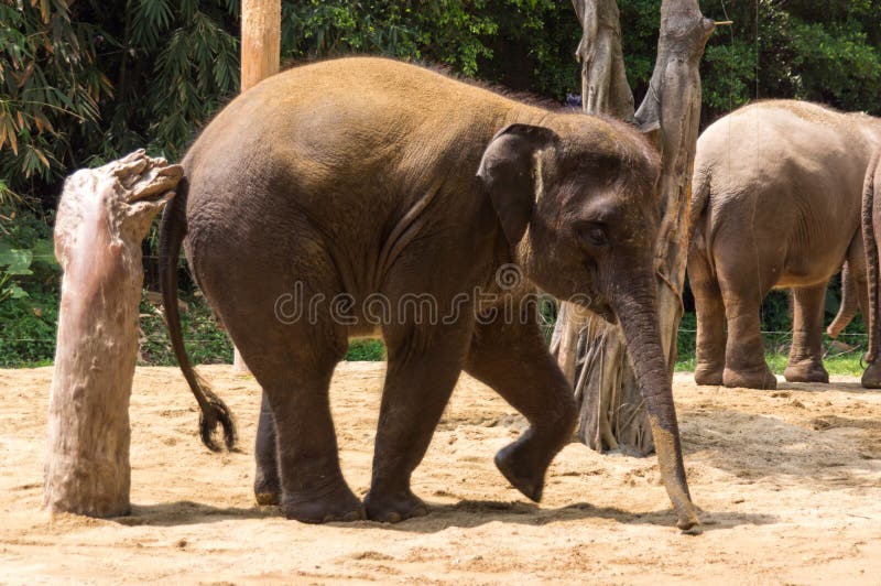 Elephant Scratching Its Back Stock Image - Image of animals, mammal ...