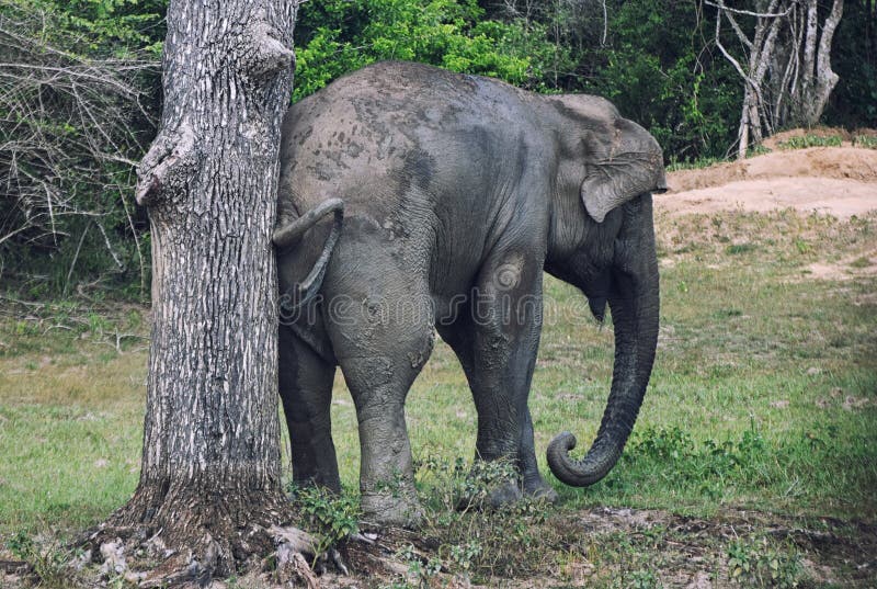 Elephant Scratching Against A Tree Stock Photo - Image of tree, trunk ...