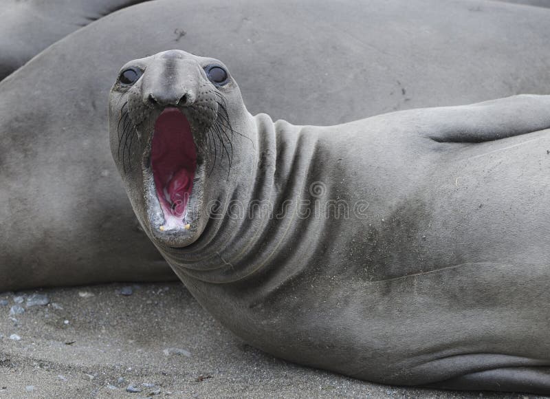 Elephant Seal Bellowing,piedras Blancas,california Stock Photo - Image ...
