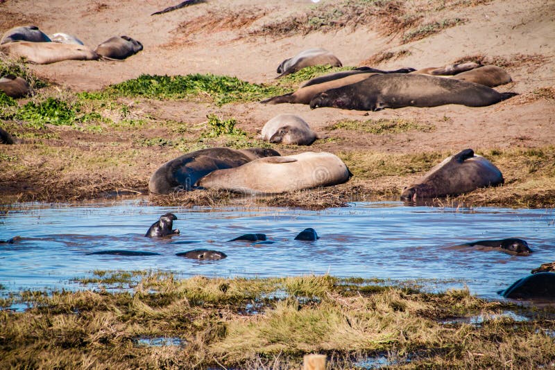Elephant Zoo Sunbathing Animals Expressionless Stock Image - Image of ...