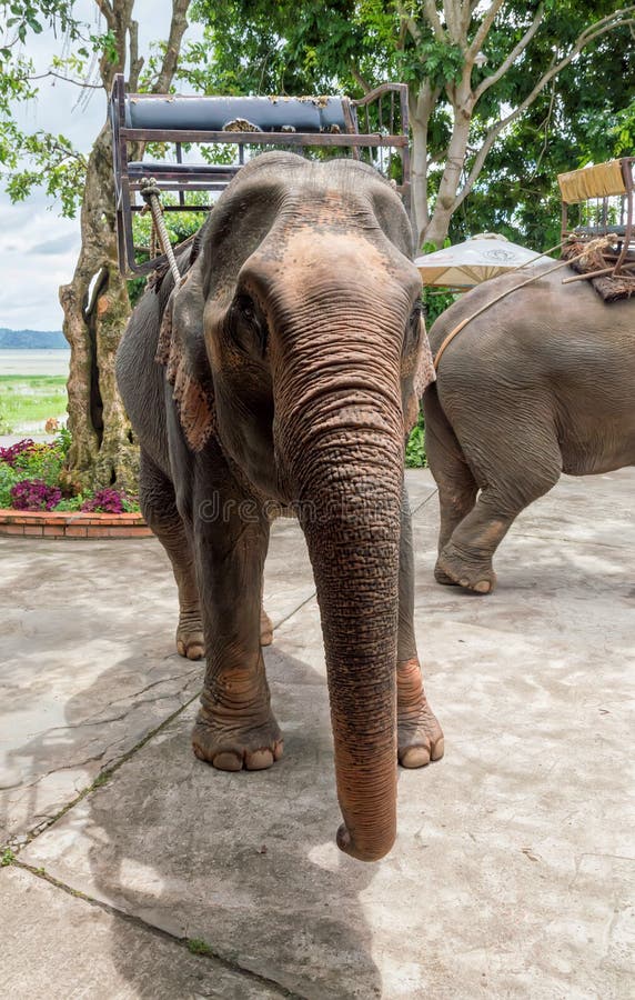 Transporting Elephant Stock Photos - Free & Royalty-Free Stock Photos ...