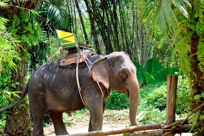 Elephants in Africa stock photo. Image of herbivores - 22792030