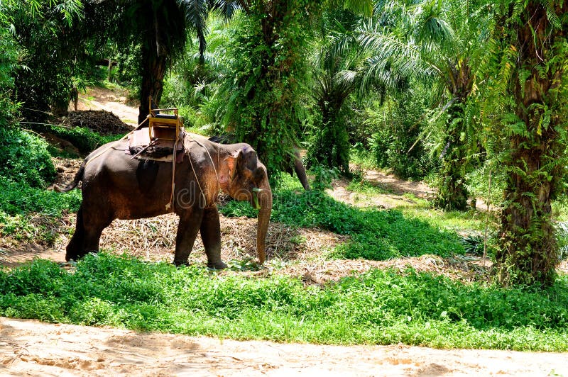 Elephants in Africa stock photo. Image of herbivores - 22792030