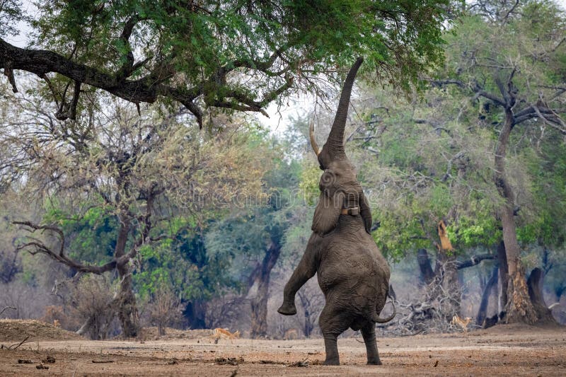 Elephant is Seen Inside Forest in Zimbabwe Stock Image - Image of ...