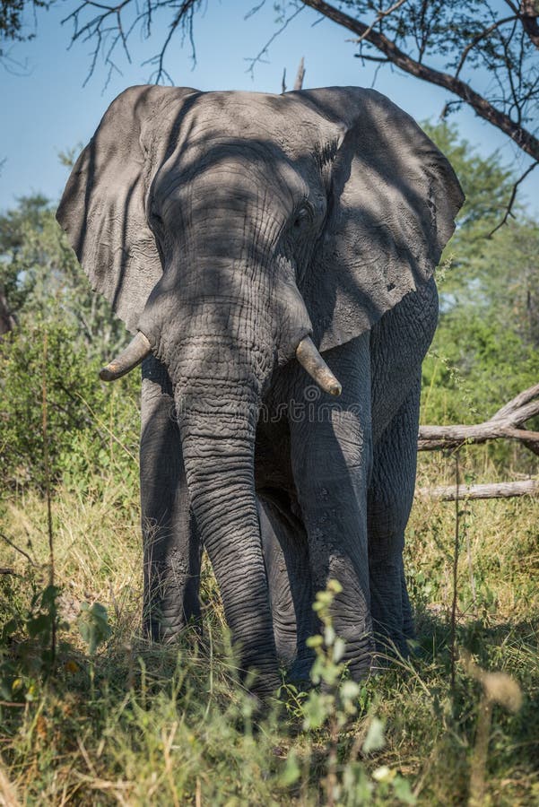 Elephant shadow stock photo. Image of elephant, contrast - 158482
