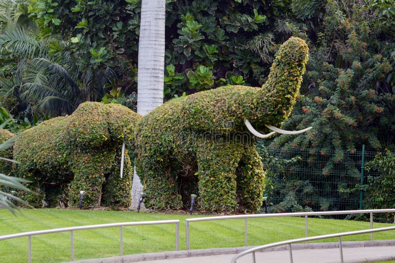 Elephant Shaped Topiary Green Trees in Ornamental Garden Stock Photo ...