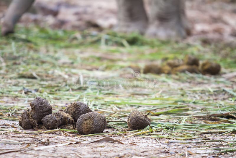 Elephant shit stock image. Image of cloud, thailand, shit - 59553097