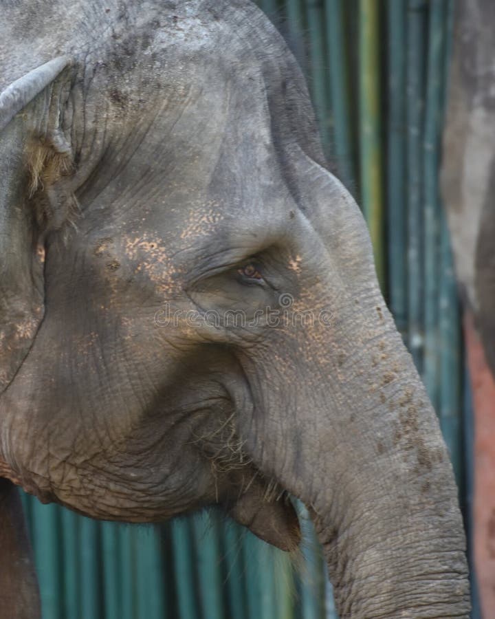 Elephant Show at Bali Safari and Marine Park Stock Image - Image of ...