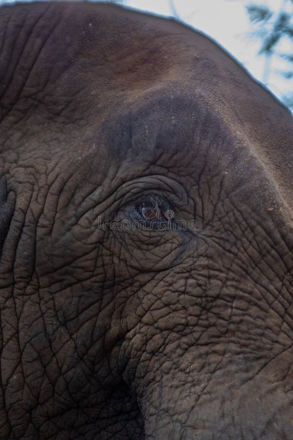 Elephant show stock photo. Image of africa, demonstration - 258264728