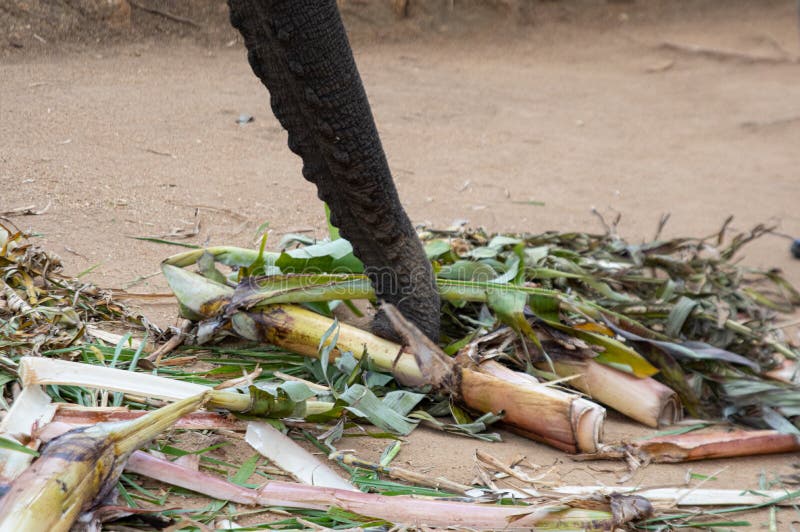 Elephant show stock image. Image of proboscidea, people - 258264755