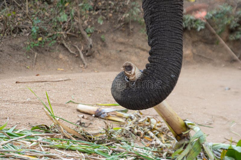 Elephant show stock photo. Image of animal, nature, elephanti - 258264780
