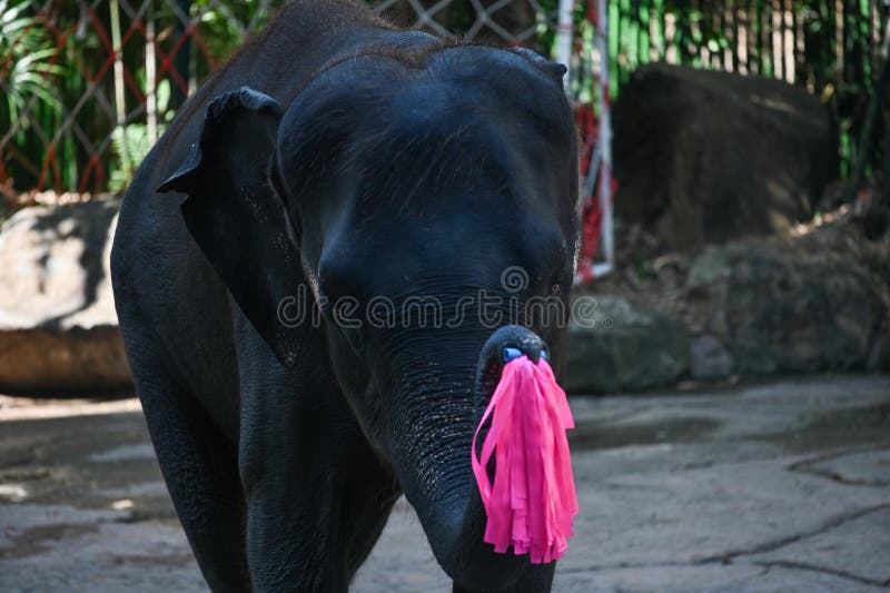 Elephant Show at Safari World Stock Photo - Image of asphalt, vacation ...
