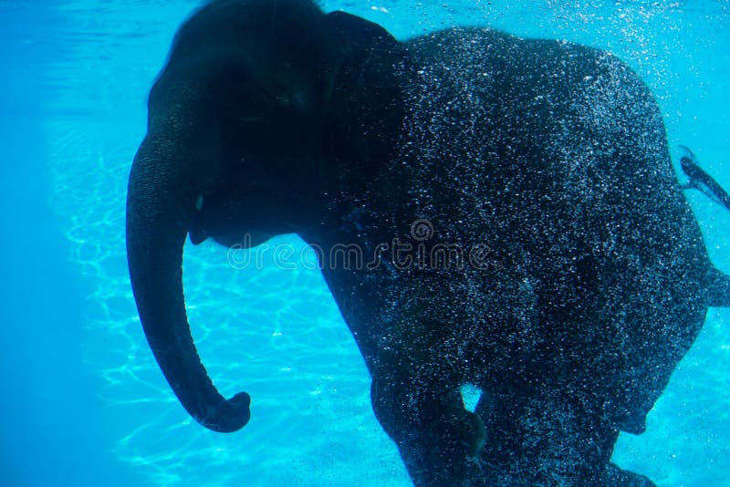 Elephant Show Swimming in the Pool Stock Photo - Image of enjoy, large ...