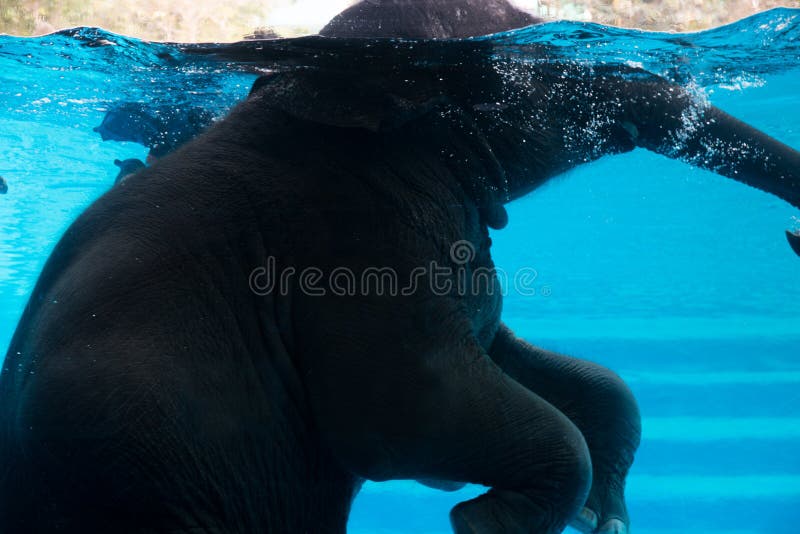 Elephant Show Swimming in the Pool Stock Photo - Image of play, asia ...