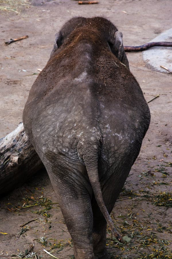 An Elephant is Walking Away Stock Photo - Image of mammal, animal ...