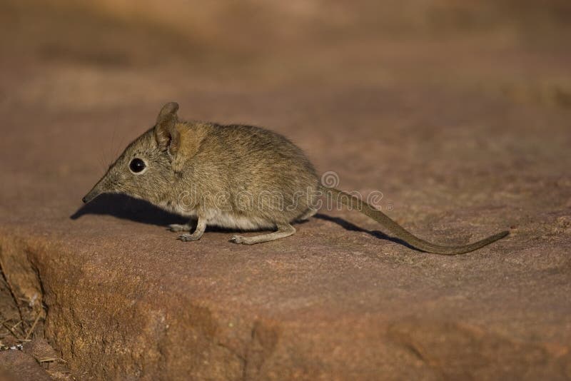 Elephant Shrew stock photo. Image of mammal, animals - 15242452