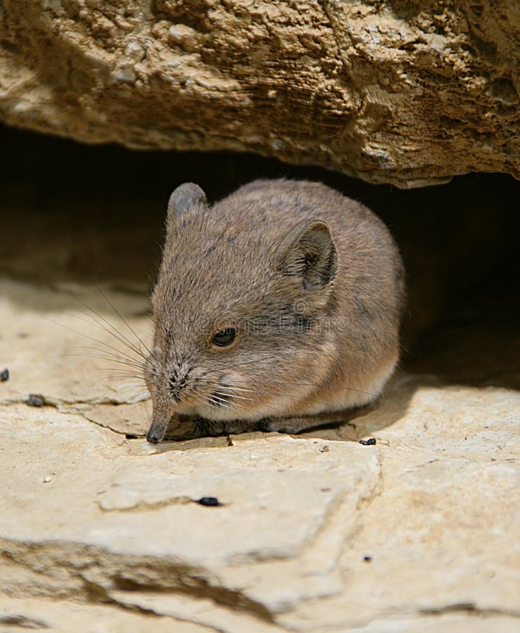 Elephant shrew 2 stock image. Image of small, rodent, gnaw - 1669105