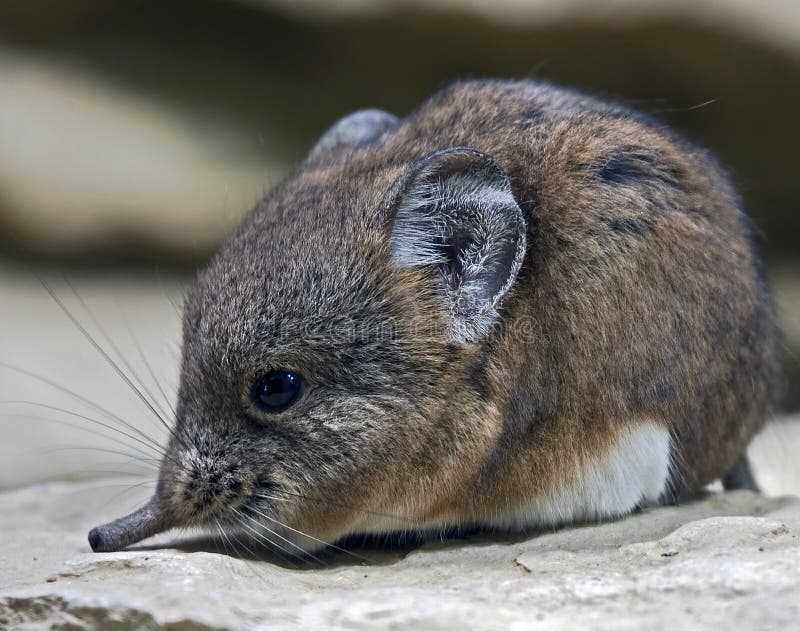 Elephant Shrew 1 stock photo. Image of africa, wildlife - 1669056