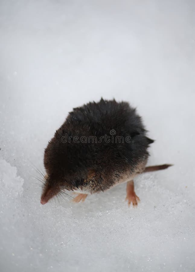 Elephant Shrew. Macroscelides Proboscideus Stock Image - Image of shot ...