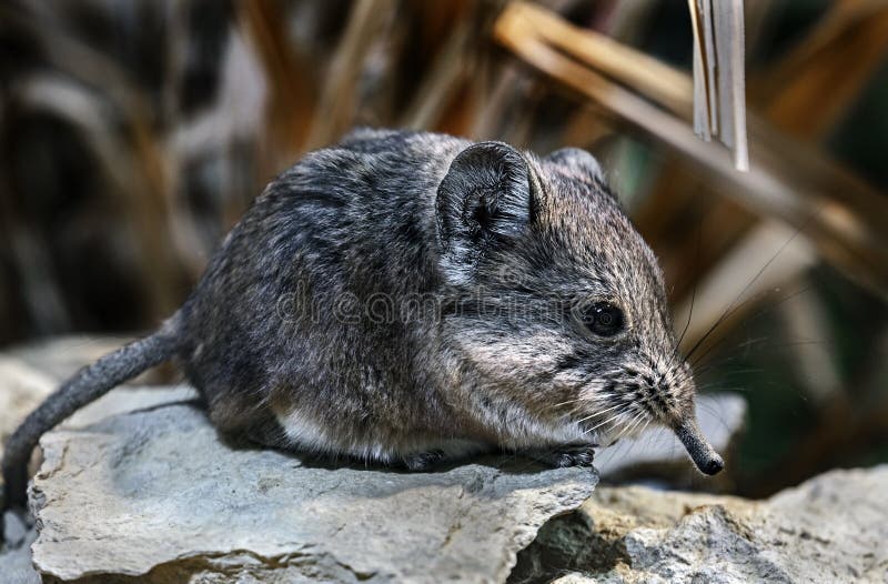 Elephant Shrew on the Stone 2 Stock Image - Image of nose, sympathetic ...