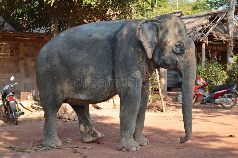 Elephant stock photo. Image of asia, wildlife, thai, thailand - 46598114