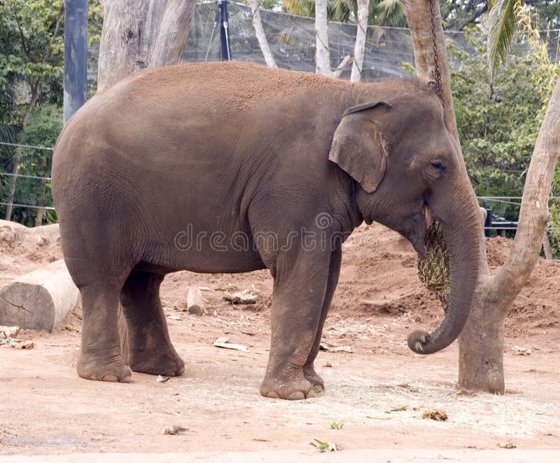 Elephant - side view stock photo. Image of park, elephant - 10994496