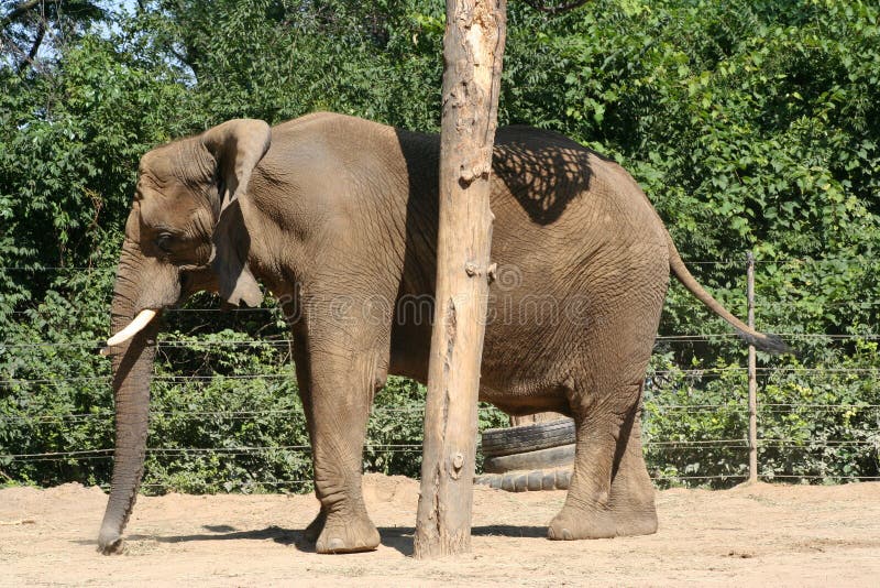 Elephant Side View Picture. Image: 4520385