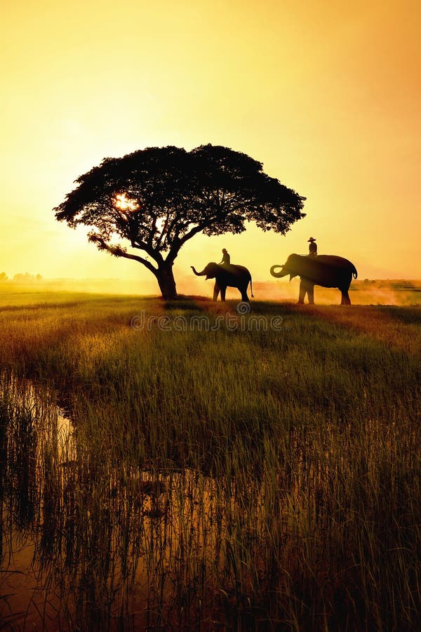 Black Man Ricefield Stock Photos - Free & Royalty-Free Stock Photos ...