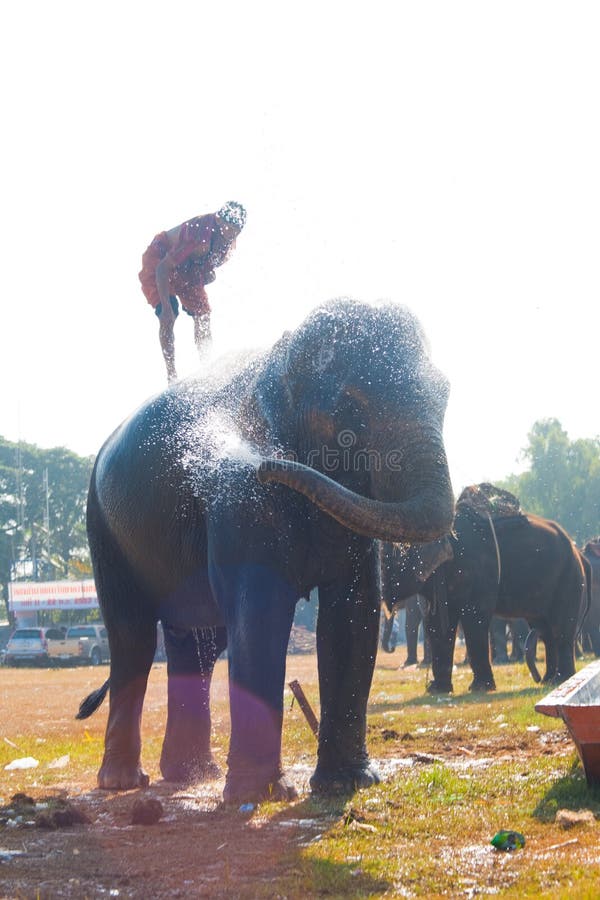 Elephant Silhouette Spraying Water Bath Editorial Photography - Image ...