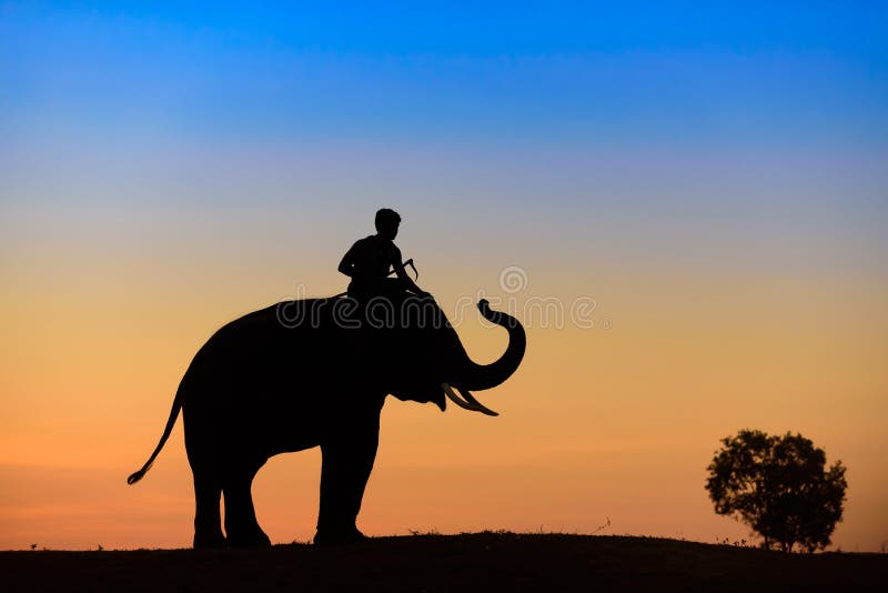Elephant Silhouette at Sunset Stock Image - Image of adventure ...
