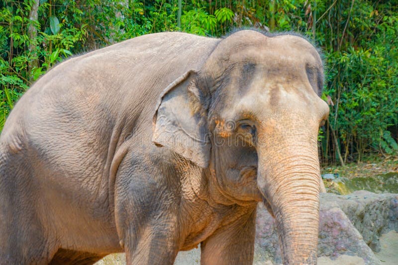 Elephant Singapore Zoo stock photo. Image of animal - 152760174
