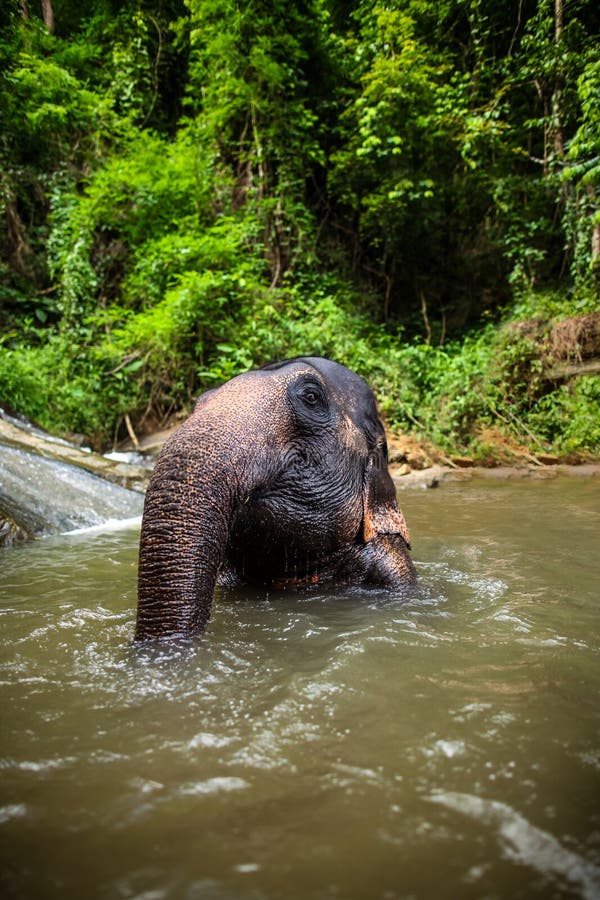 Elephant Sits in Waterfall, River Stock Image - Image of national ...