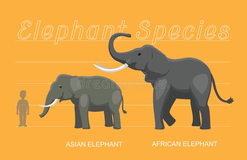 Elephant Sizes Comparison Cartoon Vector Stock Vector - Illustration of ...