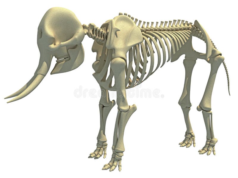 Elephant Skeleton 3D Rendering Stock Illustration - Illustration of ...