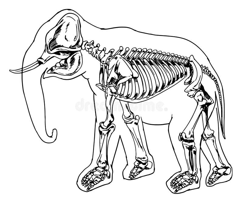 Elephant skeleton stock illustration. Illustration of animal - 33356967