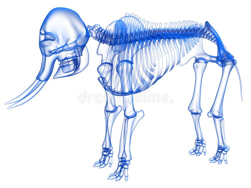 Elephant Skeleton Diagram