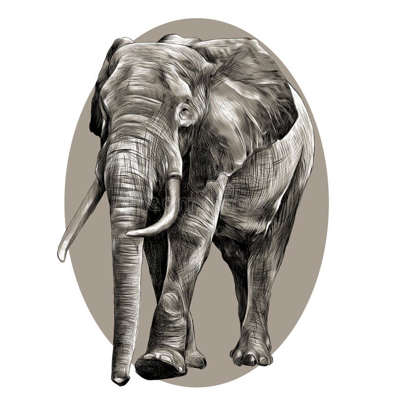 Elephant Grey Stock Illustrations – 4,600 Elephant Grey Stock ...