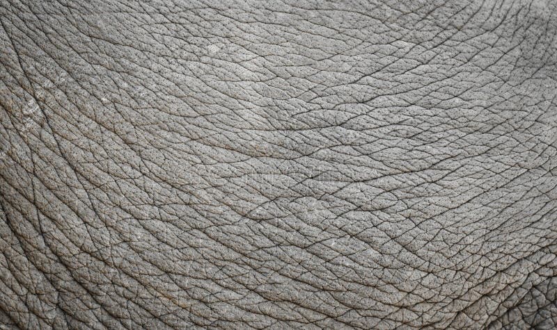 Elephant skin stock photo. Image of africa, national - 16005018