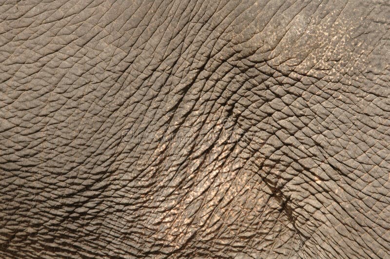 Elephant skin stock photo. Image of closeup, park, full - 26263890