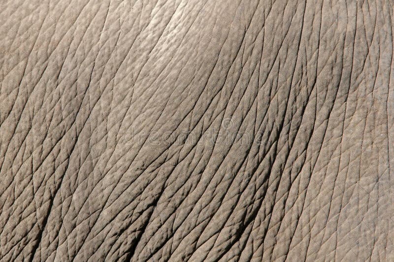 3,500 Elephant Skin Texture Photos - Free & Royalty-Free Stock Photos ...