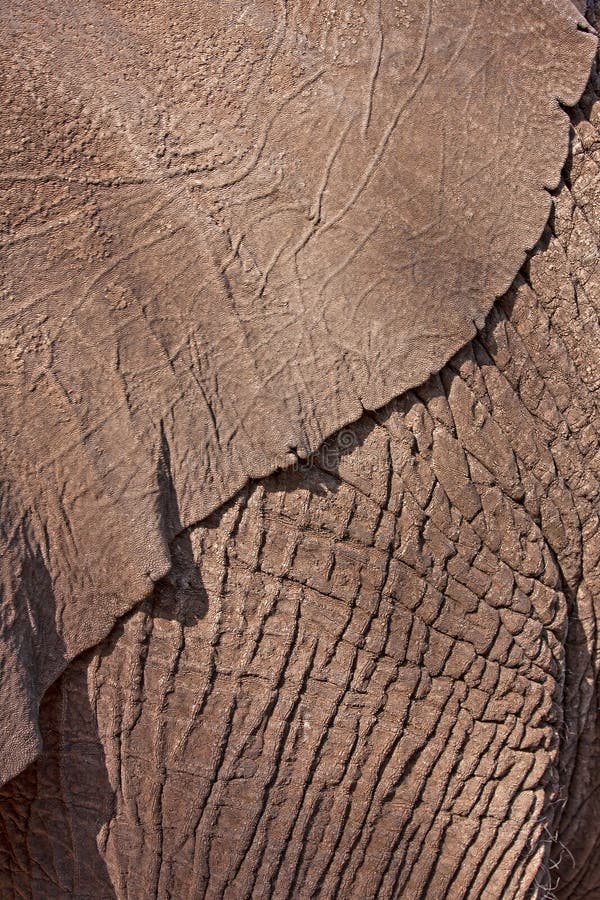 Elephant skin stock image. Image of tough, animal, hide - 20953439