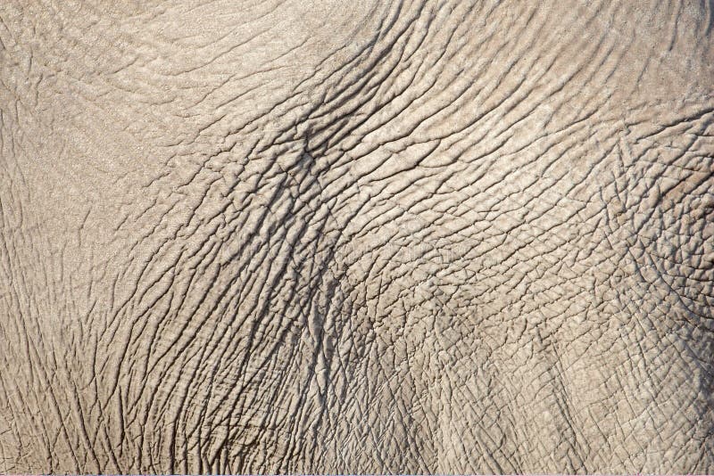 Elephant skin stock photo. Image of grey, brown, color - 22061334