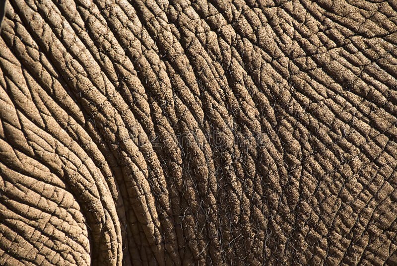 4,094 Elephant Skin Texture Photos - Free & Royalty-Free Stock Photos ...